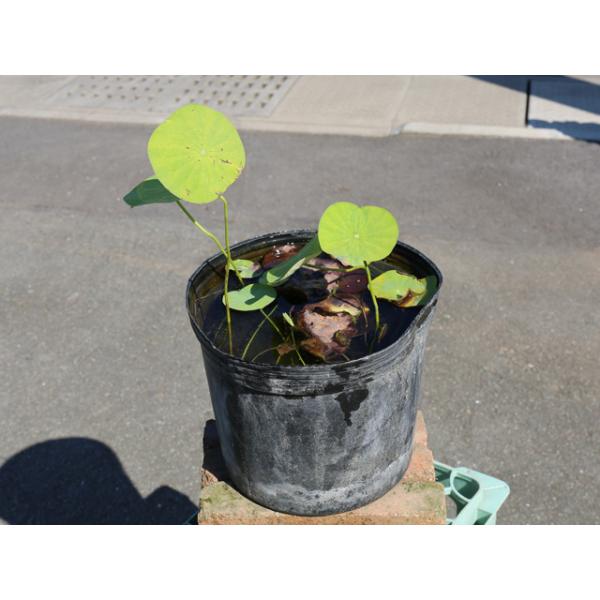 【ヒメハス/赤】(姫蓮) 読み：ひめはす/あか 学名：nelumbo nucifera ハス科ハス属 多年草 別名：  【名前の由来】   【商品情報】姫ハスは1m程になる多年草です。東南アジアが原産です。葉は円形で葉柄が中央についています...