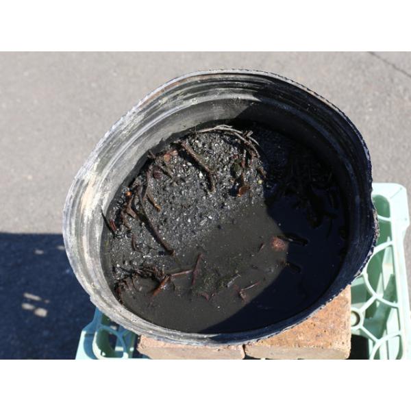 【ヒメハス/桃】(姫蓮) 読み：ひめはす/もも 学名：nelumbo nucifera ハス科ハス属 多年草 別名：  【名前の由来】   【商品情報】姫ハスは1m程になる多年草です。東南アジアが原産です。葉は円形で葉柄が中央についています...