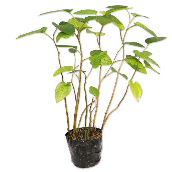 【ハンゲショウ】(半夏生) 読み：はんげしょう 学名：Saururus chinensis ドクダミ科ハンゲショウ属 湿性植物 別名：カタシロソウ、サンパクソウ  【名前の由来】 夏至から数えて11日目の半夏生と呼ばれる日あたりに花が咲くと...