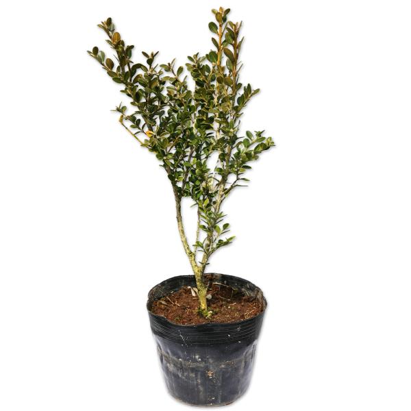 【ホンツゲ】() 読み：ほんつげ 学名：Buxus microphylla var. japonica ツゲ科ツゲ属 常緑低木 別名：アサマツゲ  【名前の由来】   【商品情報】ホンツゲは3mになる常緑低木です。日本が原産です。葉は対生し...