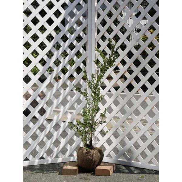 【ホンツゲ】() 読み：ほんつげ 学名：Buxus microphylla var. japonica ツゲ科ツゲ属 常緑低木 別名：アサマツゲ  【名前の由来】   【商品情報】ホンツゲは3mになる常緑低木です。日本が原産です。葉は対生し...