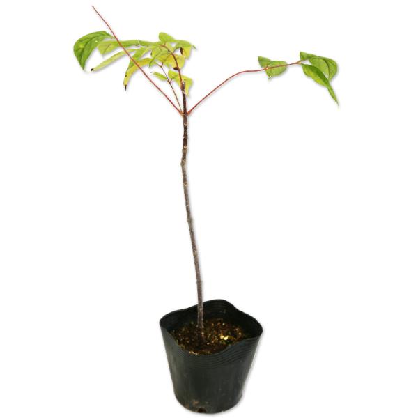 【ビービーツリー】() 読み：びーびーつりー 学名：Evodia Daniellii ミカン科ゴシュユ属 落葉小高木 別名：イヌゴシュユ  【名前の由来】 花盛りに木の下を通るとミツバチの羽音がビービー聞こえることから。  【商品情報】ビー...