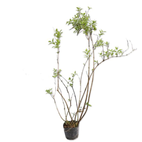 【ヒメウツギ赤花】 読み：ひめうつぎあかば 学名：Deutzia gracilis アジサイ科ウツギ属 落葉低木  【商品説明】 ウツギは5〜6月に枝先に白い花を多くつけます。サクラが咲き終わり新緑が映える頃になると咲きます。花は前年伸びた...