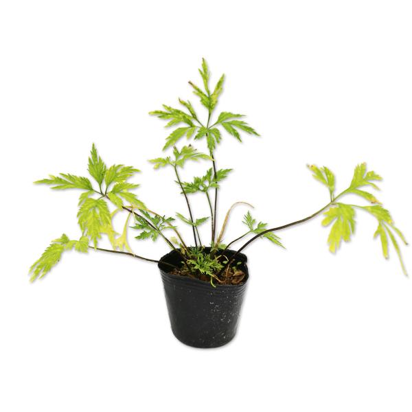 【ヒゴスミレ】(肥後菫) 読み：ひごすみれ 学名：Viola chaerophylloides var. sieboldiana スミレ科スミレ属 多年草 別名：  【名前の由来】 肥後で確認されたことから  【商品情報】スミレは0.2mに...