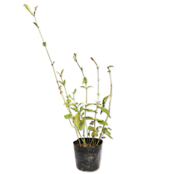 【フシグロセンノウ】（節黒仙翁） 読み：ふしぐろせんのう 学名：Lychnis miqueliana Rohrb ナデシコ科センノウ属 多年草  別名： 由来：茎の節が黒くなることから  【商品説明】 センノウは多年草です。夏に咲く美しい花...