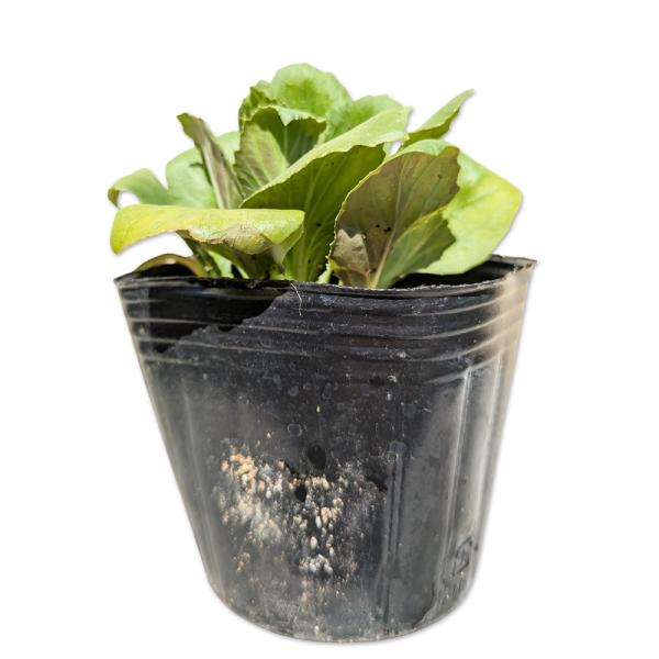 【ベニバナサワギキョウ】（紅花沢桔梗） 読み：べにばなさわぎきょう 学名:Lobelia cardinalis キキョウ科ミゾカクシ属 多年草 別名：アメリカサワギキョウ、ヨウシュサワギキョウ  【名前の由来】 沢に生えているキキョウから。...