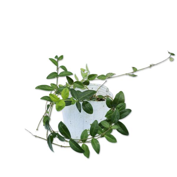 【ビンカミノール/白】(姫蔓日々草) 読み：びんかみのーる/しろ 学名：Vinca minor キョウチクトウ科ツルニチニチソウ属 半常緑つる性植物  【商品情報】 ビンカミノールは覆つる性の半常緑種です。葉は3ｃｍ程度で発色が美しいです。...