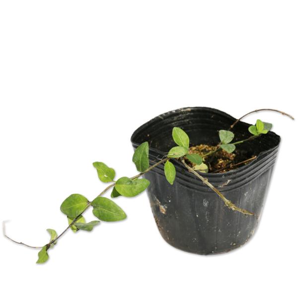 【ビンカミノール/紫】(姫蔓日々草) 読み：びんかみのーる/むらさき 学名：Vinca minor キョウチクトウ科ツルニチニチソウ属 半常緑つる性植物  【商品情報】 ビンカミノールは覆つる性の半常緑種です。葉は3ｃｍ程度で発色が美しいで...