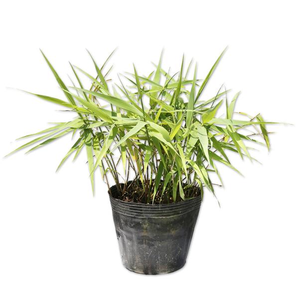 【オウゴンフウチソウ】(黄金風知草) 読み：おうごんふうちそう 学名：Hakonechloa macra var. aureola イネ科ウラハグサ属 多年草 別名：キンウラハグサ  【名前の由来】   【商品情報】 オウゴンフウチソウは0...