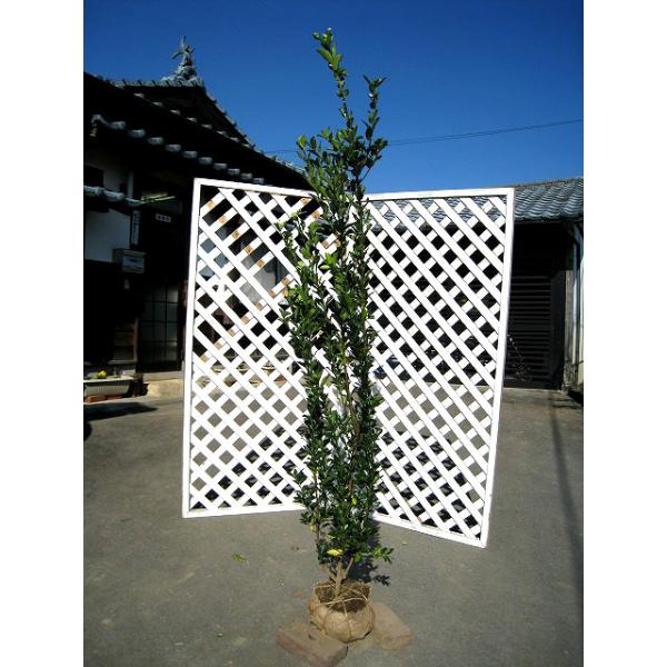 【マサキ】 読み：まさき 学名：Euonymus japonicus ニシキギ科ニシキギ属 常緑低木  【商品情報】 マサキは土地を選ばず耐陰性も強い為に、環境が悪くても生育できます。緑色のつやがある少し大きめの枝に楕円形の光沢がある革質の...