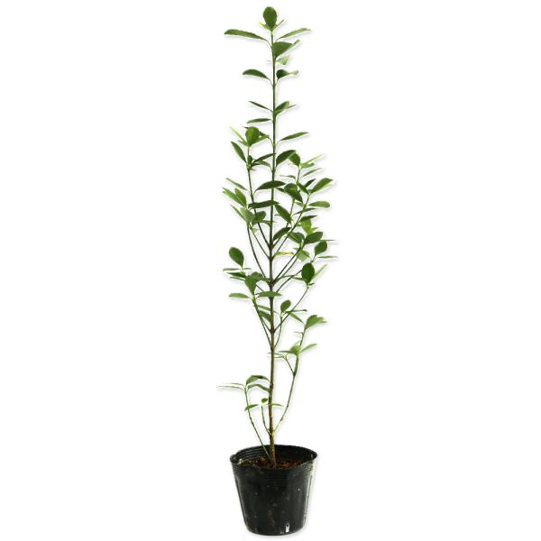 【オウゴンマサキ】 読み：おうごんまさき 学名：Euonymus japonicus var.aurea ニシキギ科ニシキギ属 常緑低木  【商品情報】 オウゴンマサキは土地を選ばず耐陰性も強い為に、環境が悪くても生育できます。緑色のつやが...