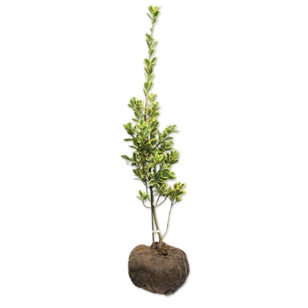 【キンマサキ】 読み：きんまさき 学名：Euonymus ｊaponicus cv. Aureovariegatus ニシキギ科ニシキギ属 常緑低木  【商品情報】 キンマサキは土地を選ばず耐陰性も強い為に、環境が悪くても生育できます。緑色...