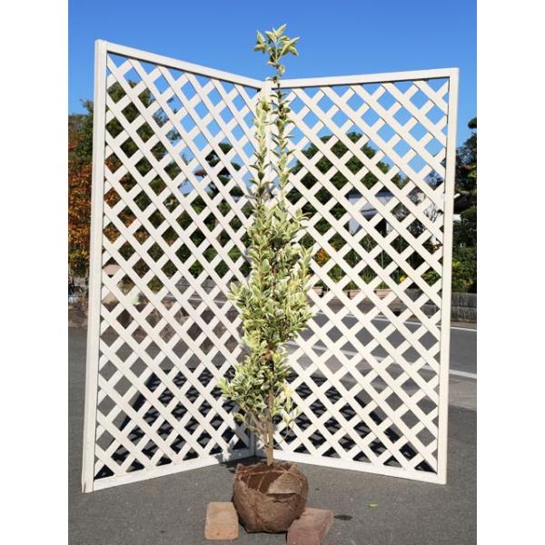 【キンマサキ】 読み：きんまさき 学名：Euonymus ｊaponicus cv. Aureovariegatus ニシキギ科ニシキギ属 常緑低木  【商品情報】 キンマサキは土地を選ばず耐陰性も強い為に、環境が悪くても生育できます。緑色...
