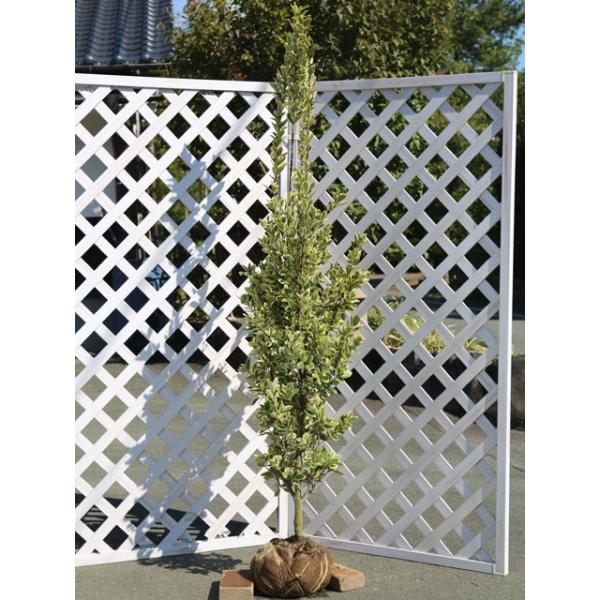 【キンマサキ】 読み：きんまさき 学名：Euonymus ｊaponicus cv. Aureovariegatus ニシキギ科ニシキギ属 常緑低木  【商品情報】 キンマサキは土地を選ばず耐陰性も強い為に、環境が悪くても生育できます。緑色...