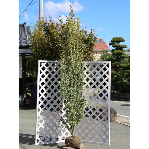 【キンマサキ】 読み：きんまさき 学名：Euonymus ｊaponicus cv. Aureovariegatus ニシキギ科ニシキギ属 常緑低木  【商品情報】 キンマサキは土地を選ばず耐陰性も強い為に、環境が悪くても生育できます。緑色...