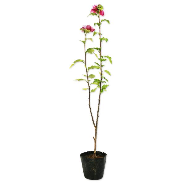 【ムクゲ】（木槿） 読み：むくげ 学名：Hibiscus syriacus. L アオイ科フヨウ属 落葉低木  【商品情報】 ムクゲは花が綺麗な品種です。朝開いた花は夕方には枯れてしまいます。しかし次々と咲くため、夏から秋にかけて長い間楽し...