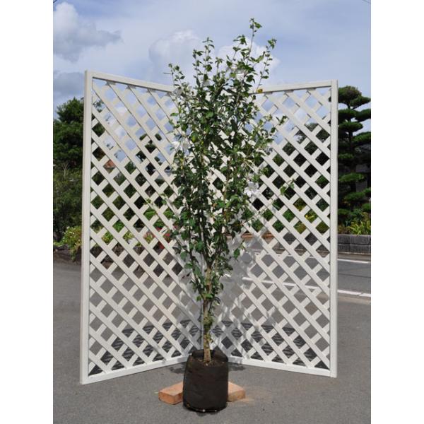 【ムクゲ】（木槿） 読み：むくげ 学名：Hibiscus syriacus. L アオイ科フヨウ属 落葉低木  【商品情報】 ムクゲは花が綺麗な品種です。朝開いた花は夕方には枯れてしまいます。しかし次々と咲くため、夏から秋にかけて長い間楽し...