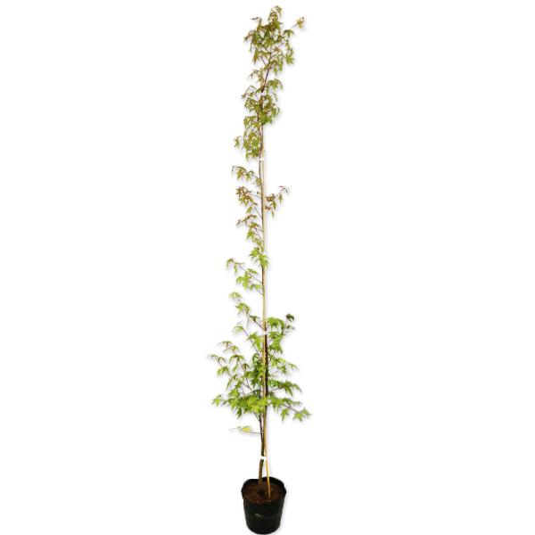 【イロハモミジ】 読み：いろはもみじ 学名：Acer palmatum ムクロジ科カエデ属 落葉高木  【商品情報】 モミジは秋に紅葉する代表的な品種です。モミジとはカエデの別名です。一般的に葉が手のひらのように裂けているものが『モミジ』と...