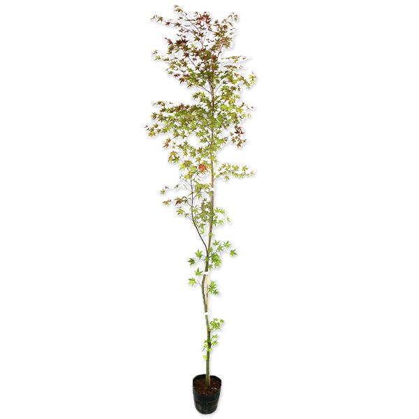 【イロハモミジ】 読み：いろはもみじ 学名：Acer palmatum ムクロジ科カエデ属 落葉高木  【商品情報】 モミジは秋に紅葉する代表的な品種です。モミジとはカエデの別名です。一般的に葉が手のひらのように裂けているものが『モミジ』と...