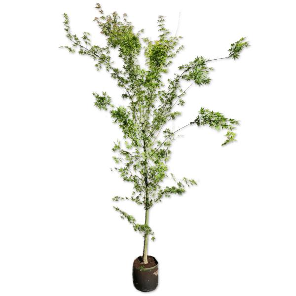 【イロハモミジ】 読み：いろはもみじ 学名：Acer palmatum ムクロジ科カエデ属 落葉高木  【商品情報】 モミジは秋に紅葉する代表的な品種です。モミジとはカエデの別名です。一般的に葉が手のひらのように裂けているものが『モミジ』と...