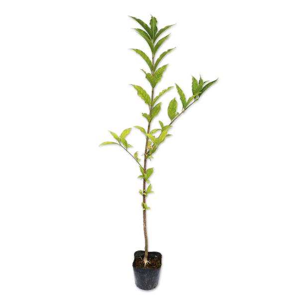 【マユミ】（檀、真弓、檀弓） 読み：まゆみ 学名：Euonymus hamiltonianus Wall ニシキギ科ニシキギ属 落葉高木 別名：ヤマニシキギ  【名前の由来】 よくしなる性質を利用し弓の材料に使われたから。  【商品情報】 ...