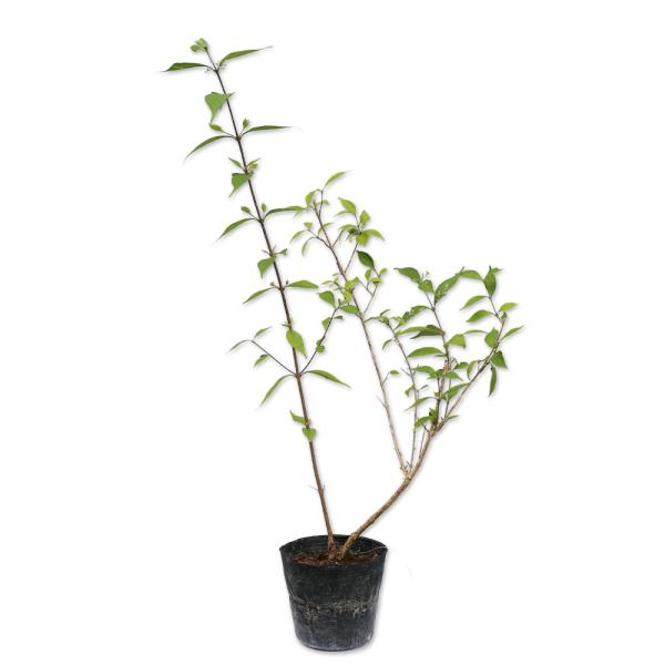 【ムラサキシキブ】 読み：むらさきしきぶ 学名：Callicarpa japonica シソ科ムラサキシキブ属 落葉低木  【商品情報】 ムラサキシキブは日本全国に自生しています。幹は細く、枝は密に茂ります。6〜7月に紫色の小さな花をつけま...