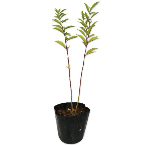 【コムラサキ】 読み：こむらさき 学名：Callicarpa dichotoma シソ科ムラサキシキブ属 落葉低木  【商品情報】 ムラサキシキブは日本全国に自生しています。幹は細く、枝は密に茂ります。6〜7月に紫色の小さな花をつけます。1...