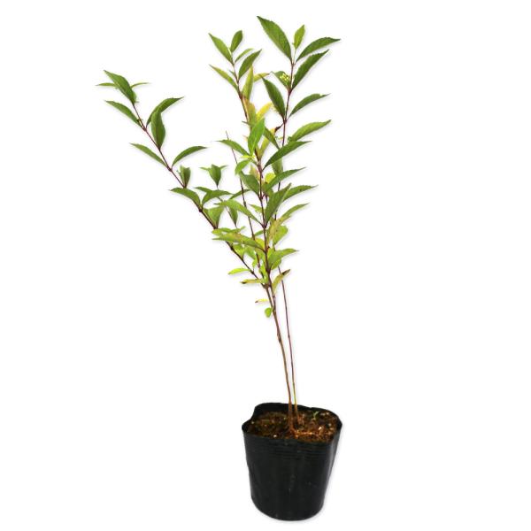 【コムラサキ】 読み：こむらさき 学名：Callicarpa dichotoma シソ科ムラサキシキブ属 落葉低木  【商品情報】 ムラサキシキブは日本全国に自生しています。幹は細く、枝は密に茂ります。6〜7月に紫色の小さな花をつけます。1...