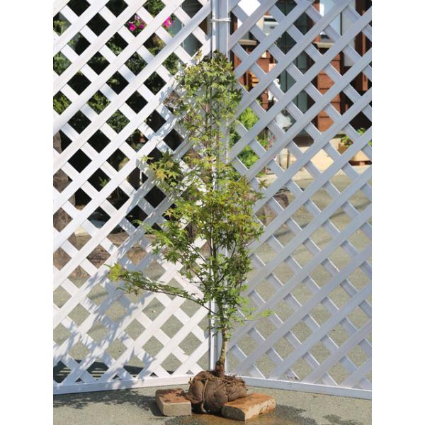 【モミジ/出猩々】（デショウジョウ） 読み：もみじ/でしょうじょう 学名：Acer palmatum 'De shojo' ムクロジ科カエデ属 落葉高木  【商品情報】 モミジは秋に紅葉する代表的な品種です。モミジとはカエデの別名です。一般...