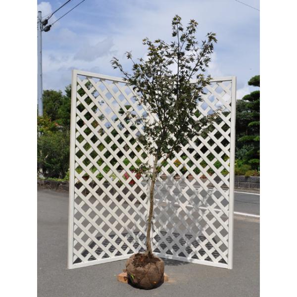 【ノムラモミジ】 読み：のむらもみじ 学名：Acer palmatum var. amoenum cv. Sanguineum ムクロジ科カエデ属 落葉高木  【商品情報】 モミジは秋に紅葉する代表的な品種です。モミジとはカエデの別名です。...