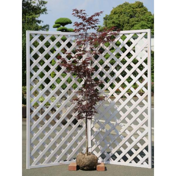 【ノムラモミジ】 読み：のむらもみじ 学名：Acer palmatum var. amoenum cv. Sanguineum ムクロジ科カエデ属 落葉高木  【商品情報】 モミジは秋に紅葉する代表的な品種です。モミジとはカエデの別名です。...