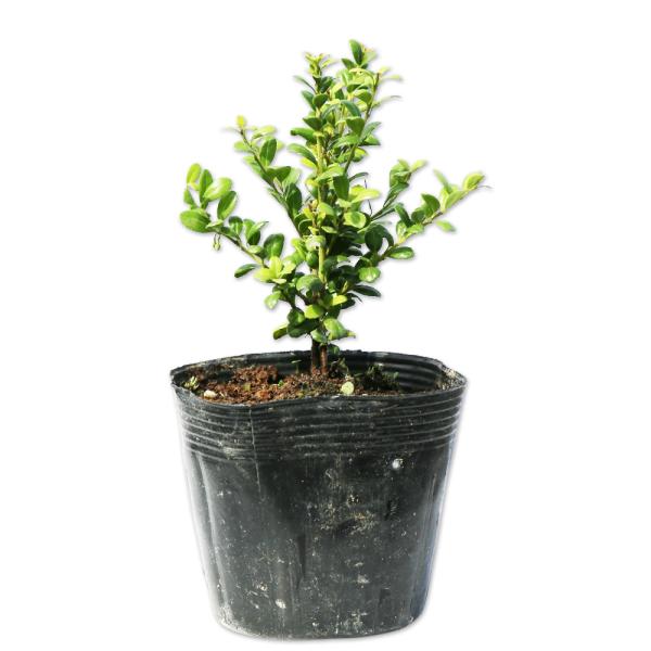 【マメツゲ】 読み：まめつげ 学名, Ilex crenata Thunb. f. bullata Rehd モチノキ科モチノキ属 常緑高木  【商品情報】 マメツゲは昔から庭木に使われていた品種です。光沢がある楕円形の葉が特徴で、葉が小さ...