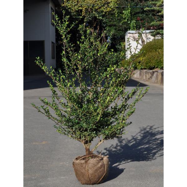 【マメツゲ】 読み：まめつげ 学名, Ilex crenata Thunb. f. bullata Rehd モチノキ科モチノキ属 常緑高木  【商品情報】 マメツゲは昔から庭木に使われていた品種です。光沢がある楕円形の葉が特徴で、葉が小さ...