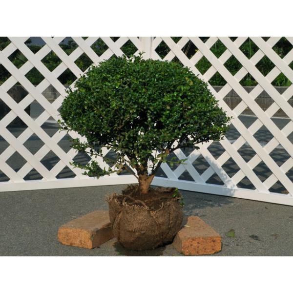 【マメツゲ】 読み：まめつげ 学名, Ilex crenata Thunb. f. bullata Rehd モチノキ科モチノキ属 常緑高木  【商品情報】 マメツゲは昔から庭木に使われていた品種です。光沢がある楕円形の葉が特徴で、葉が小さ...