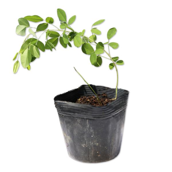 【ミヤギノハギ】 読み：みやぎのはぎ 学名：Lespedeza thubergii マメ科ハギ属 落葉低木  【商品説明】 ミヤギノハギは落葉低木です。夏ハギともよばれ夏から花がさきます。冬には地上部の枝がたれます。よく下垂で利用されます。...