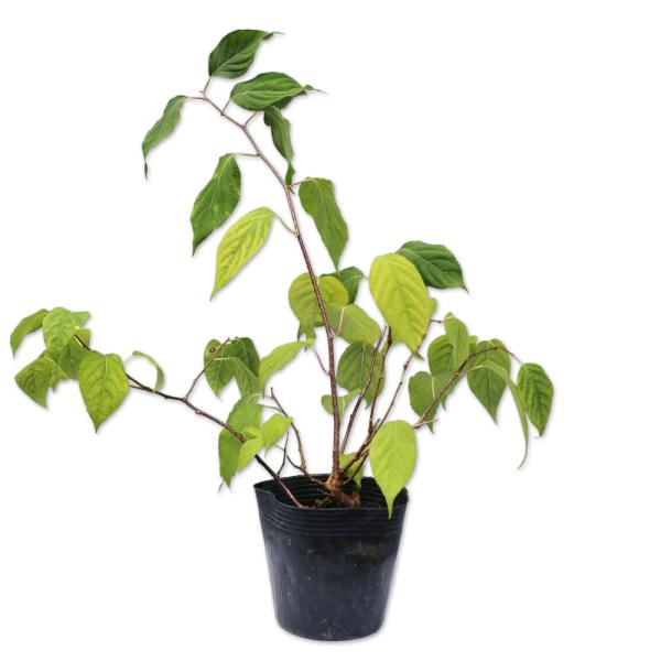 【マタタビ】 読み：またたび 学名：Actinidia polygama マタタビ科マタタビ属 落葉つる性低木  【商品情報】 マタタビは日本に自生している落葉つる性植物です。匂いに含まれる成分がネコ科の動物に効くことで知られています。与え...