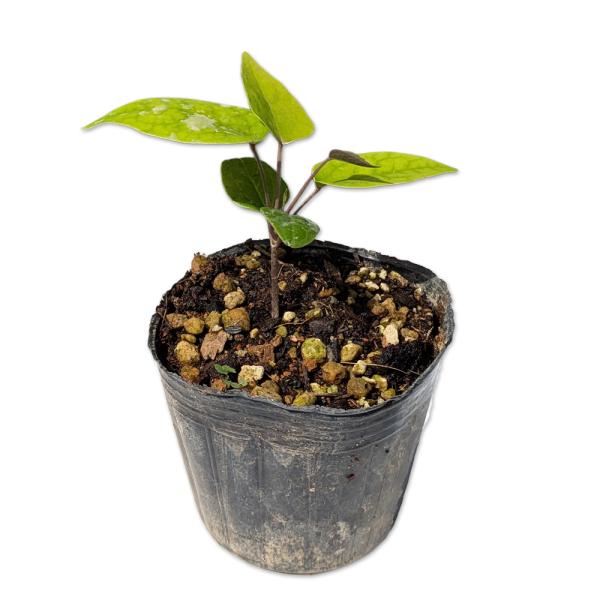 【ムベ】 読み：むべ 学名：Stauntonia hexaphylla アケビ科ムベ属 常緑つる性低木  【商品情報】 ムベはつる性の常緑低木です。アケビに似ています。茎の巻き付きで成長します。秋に大きめの実がなります。アケビと似ていますが...