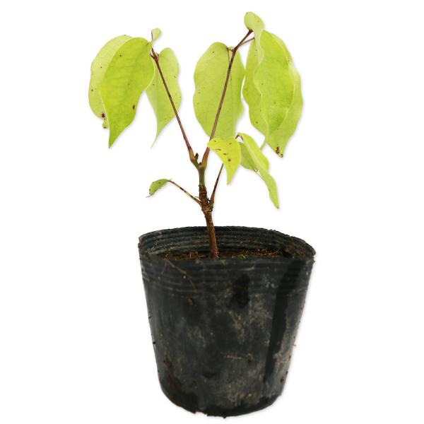 【ムベ】 読み：むべ 学名：Stauntonia hexaphylla アケビ科ムベ属 常緑つる性低木  【商品情報】 ムベはつる性の常緑低木です。アケビに似ています。茎の巻き付きで成長します。秋に大きめの実がなります。アケビと似ていますが...