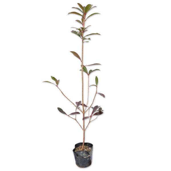 【モッコク】 読み：もっこく 学名：Ternstroemia gymnanthera モッコク科モッコク属 常緑高木  【商品情報】 モッコクは7ｍ程度の常緑高木です。葉は皮質のシャモジ型で十分光が当たる場所では赤く色づきます。花は7月ごろ...