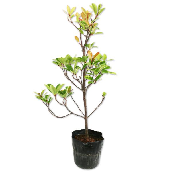 【モッコク】 読み：もっこく 学名：Ternstroemia gymnanthera モッコク科モッコク属 常緑高木  【商品情報】 モッコクは7ｍ程度の常緑高木です。葉は皮質のシャモジ型で十分光が当たる場所では赤く色づきます。花は7月ごろ...