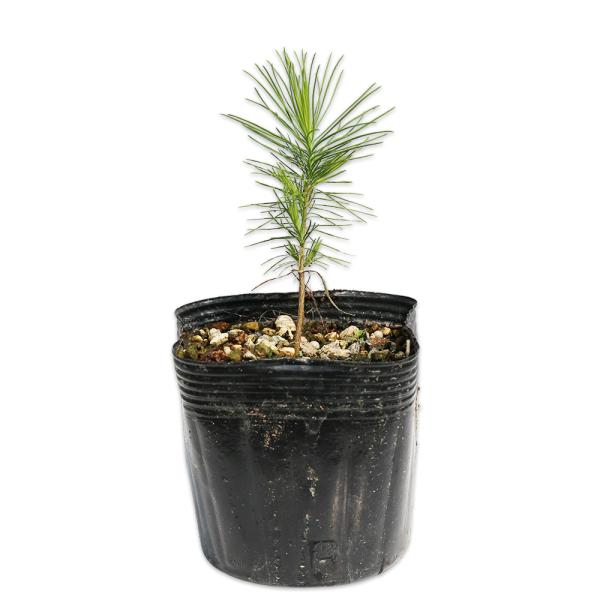 【テーダマツ】学名：Pinus taeda 読み：てーだまつ 学名：Pinus taeda マツ科マツ属 常緑高木  【商品情報】 マツは純和風庭園や盆栽には欠かせない樹木です。葉は針状です。秋には松ぼっくりといわれる実がなります。全体に多...