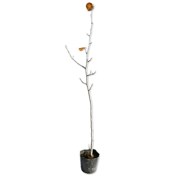 【マンサク】 読み：まんさく 学名：Hamamelis japonica マンサク科マンサク属 落葉低木  【商品情報】 マンサクは落葉低木です。日本各地に自生しています。2〜3月に葉に先駆けて花がさきます。名前の由来は「まず咲く」から来て...