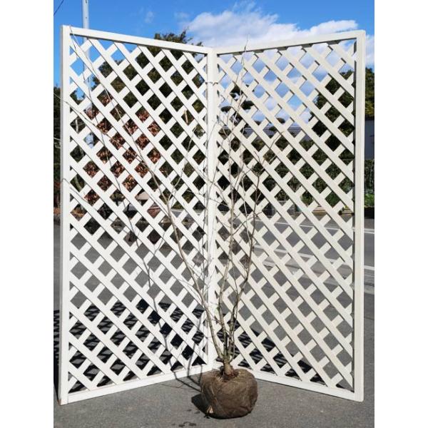 【マンサク】 読み：まんさく 学名：Hamamelis japonica マンサク科マンサク属 落葉低木  【商品情報】 マンサクは落葉低木です。日本各地に自生しています。2〜3月に葉に先駆けて花がさきます。名前の由来は「まず咲く」から来て...