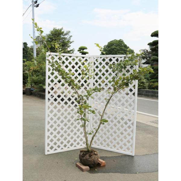 【マンサク】 読み：まんさく 学名：Hamamelis japonica マンサク科マンサク属 落葉低木  【商品情報】 マンサクは落葉低木です。日本各地に自生しています。2〜3月に葉に先駆けて花がさきます。名前の由来は「まず咲く」から来て...