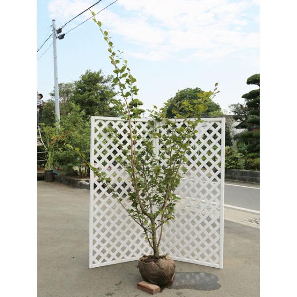 【マンサク】 読み：まんさく 学名：Hamamelis japonica マンサク科マンサク属 落葉低木  【商品情報】 マンサクは落葉低木です。日本各地に自生しています。2〜3月に葉に先駆けて花がさきます。名前の由来は「まず咲く」から来て...