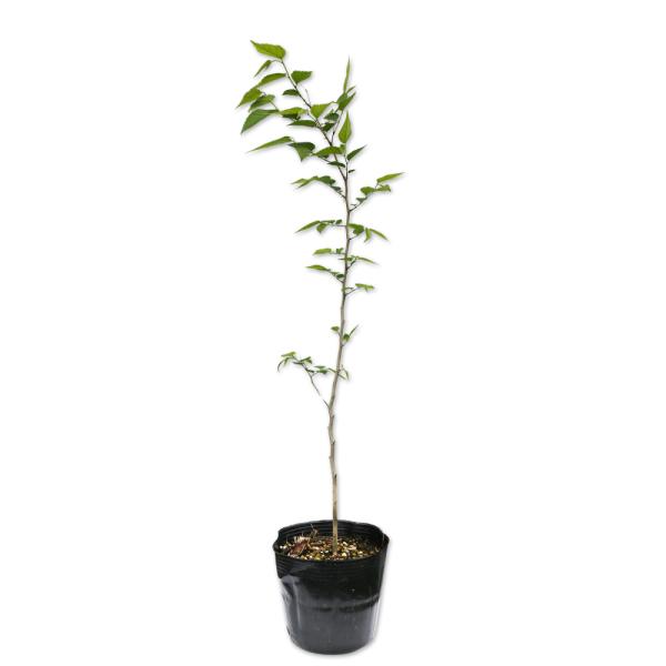 【ムクノキ】 読み：むくのき 学名：Aphananthe aspera ニレ科ニレ属 落葉高木  【商品情報】 ムクノキは高さ20ｍ程度になる落葉高木です。成長が早く急速に大きくなります。葉は表面がザラザラしています。これはケイ酸といわれる...