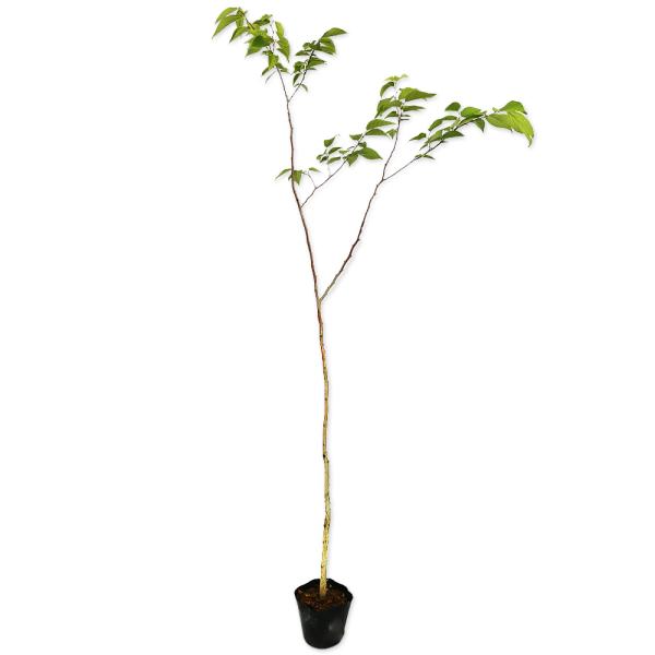 【ムクノキ】 読み：むくのき 学名：Aphananthe aspera ニレ科ニレ属 落葉高木  【商品情報】 ムクノキは高さ20ｍ程度になる落葉高木です。成長が早く急速に大きくなります。葉は表面がザラザラしています。これはケイ酸といわれる...