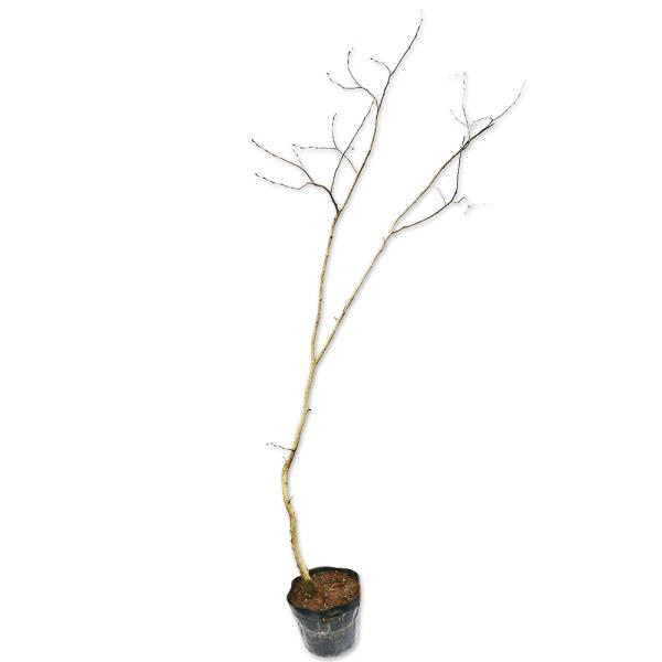【ムクノキ】 読み：むくのき 学名：Aphananthe aspera ニレ科ニレ属 落葉高木  【商品情報】 ムクノキは高さ20ｍ程度になる落葉高木です。成長が早く急速に大きくなります。葉は表面がザラザラしています。これはケイ酸といわれる...