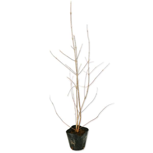 【ヤブムラサキ】 読み：やぶむらさき 学名：Callicarpa mollis シソ科ムラサキシキブ属 落葉低木  【商品情報】 ムラサキシキブは日本全国に自生しています。幹は細く、枝は密に茂ります。6〜7月に紫色の小さな花をつけます。10...