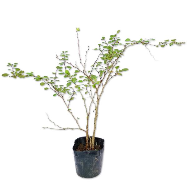 【メギ/オーレア】 読み：めぎ/おーれあ 学名：Berberis thunbergii Aurea メギ科メギ属 落葉低木  【商品説明】 メギは落葉低木です。赤色や黄色などのカラフルな葉色が特徴です。名前の由来は葉や幹を煎じて目薬にしたこ...